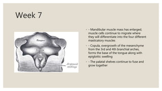 Embryology Timeline | PPT