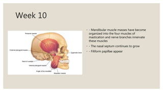 Embryology Timeline | PPT