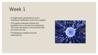 Embryology Timeline | PPT