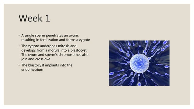 Embryology Timeline | PPT