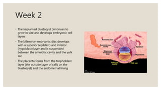 Embryology Timeline | PPT