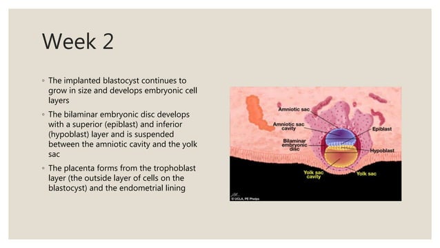 Embryology Timeline | PPT