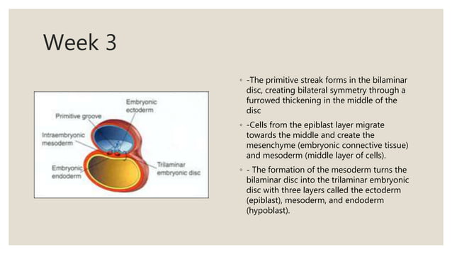 Embryology Timeline | PPT