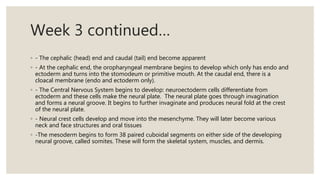 Embryology Timeline | PPT