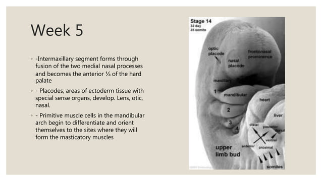 Embryology Timeline | PPT