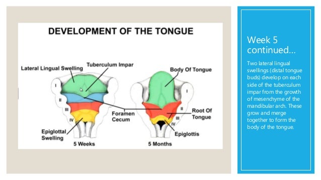 Embryology Timeline