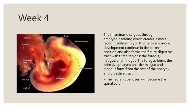 Fetal Development At 4 Weeks
