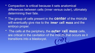 Embryology weak 1 -- fromthe fertilization to implantation | PPT