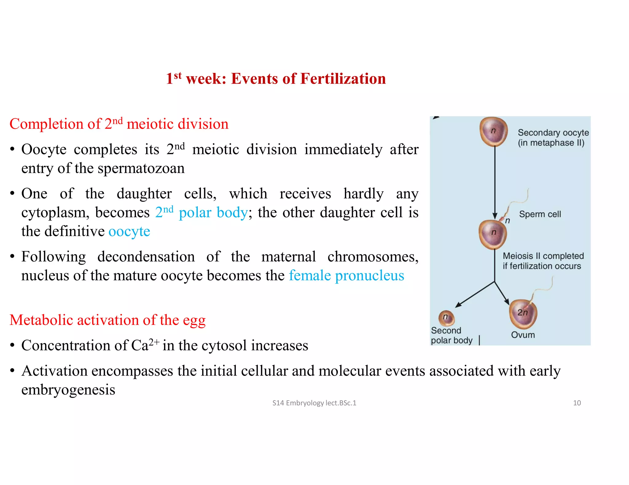 Embryology week 1 to 4 of development.pdf