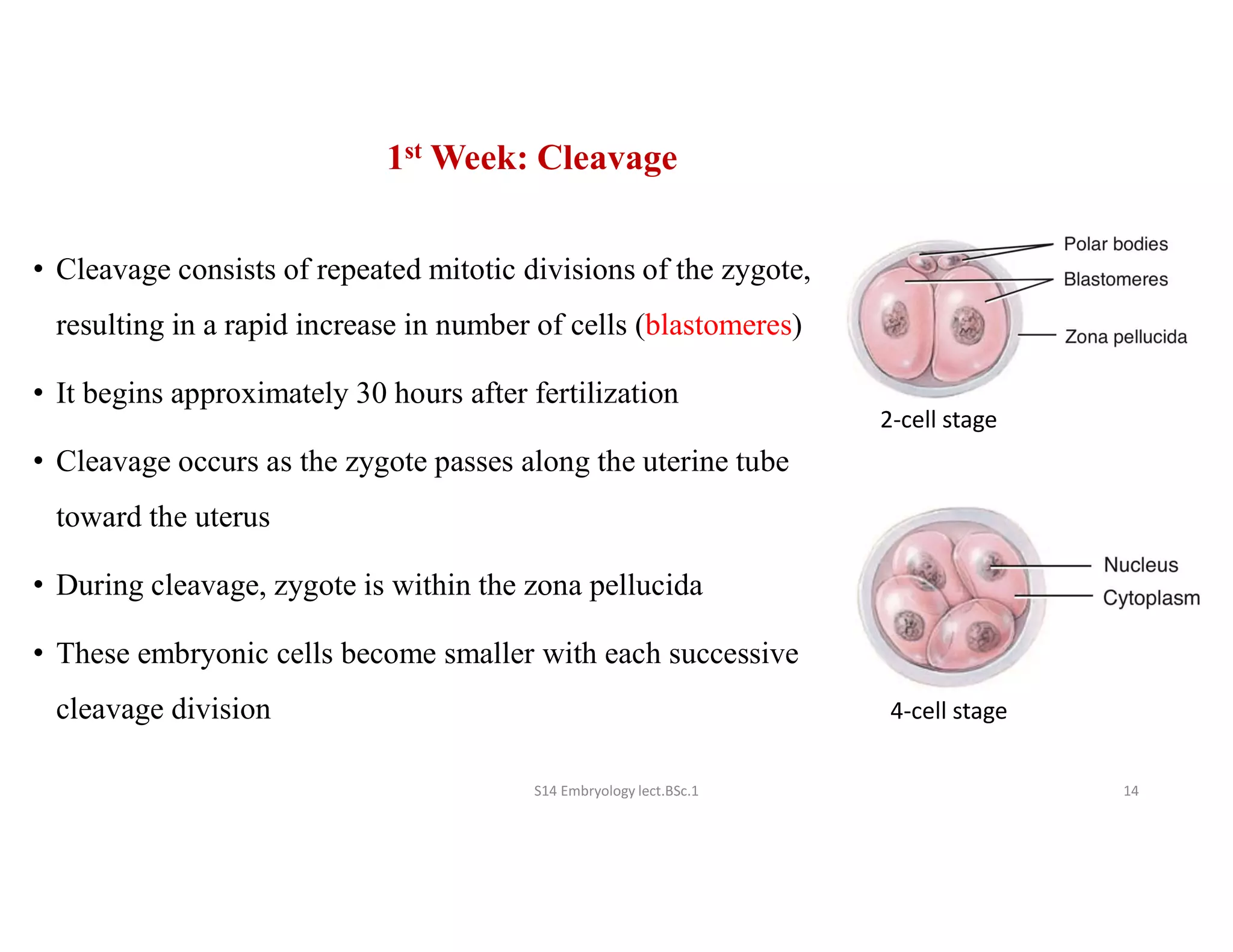 Embryology week 1 to 4 of development.pdf