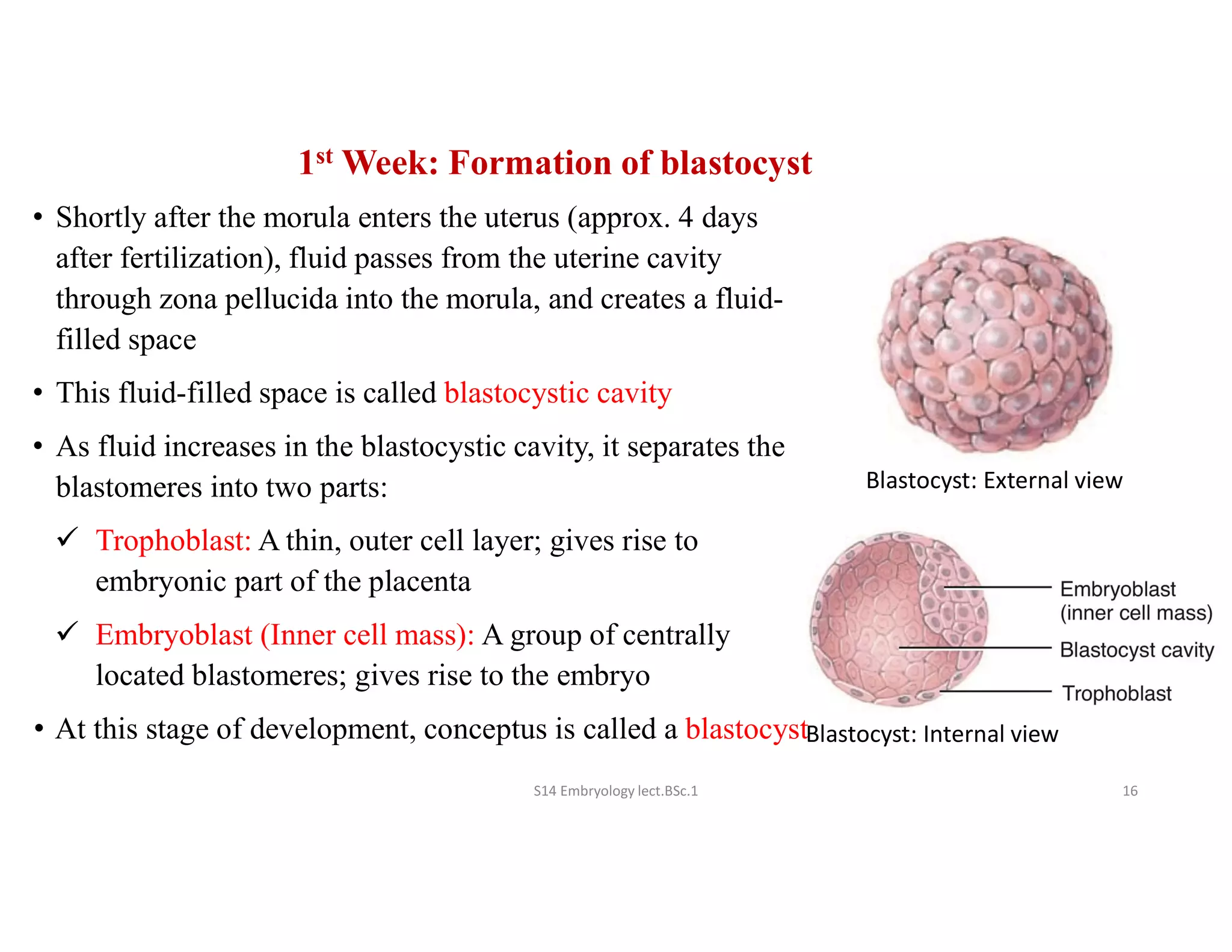 Embryology week 1 to 4 of development.pdf