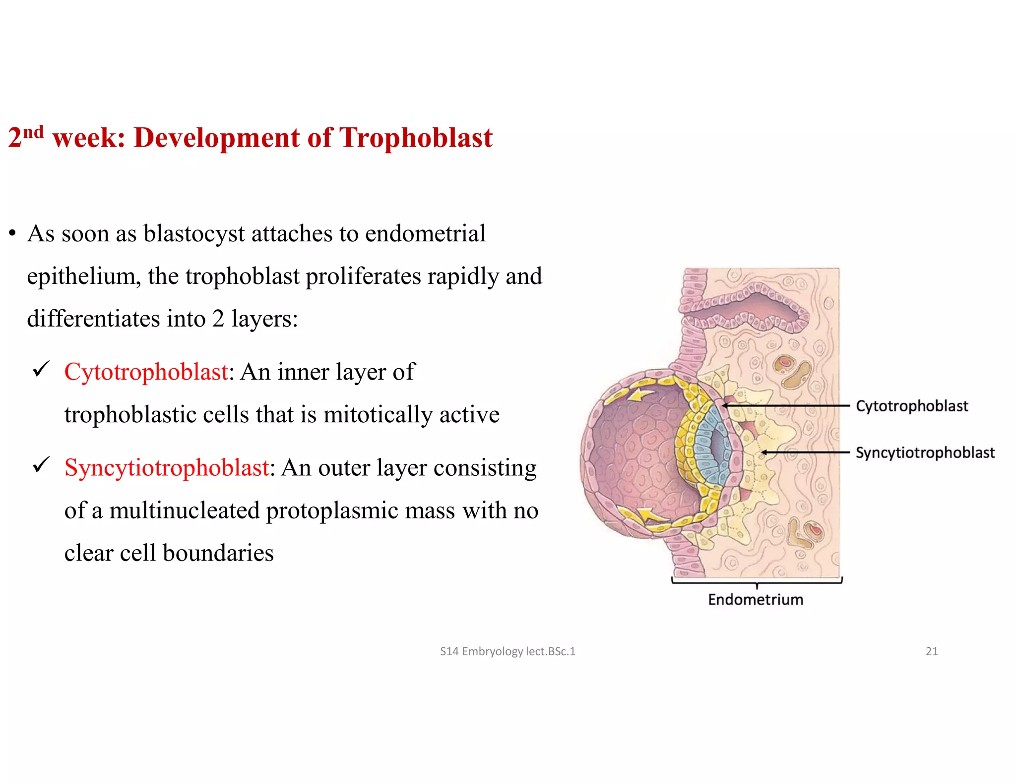 Embryology week 1 to 4 of development.pdf