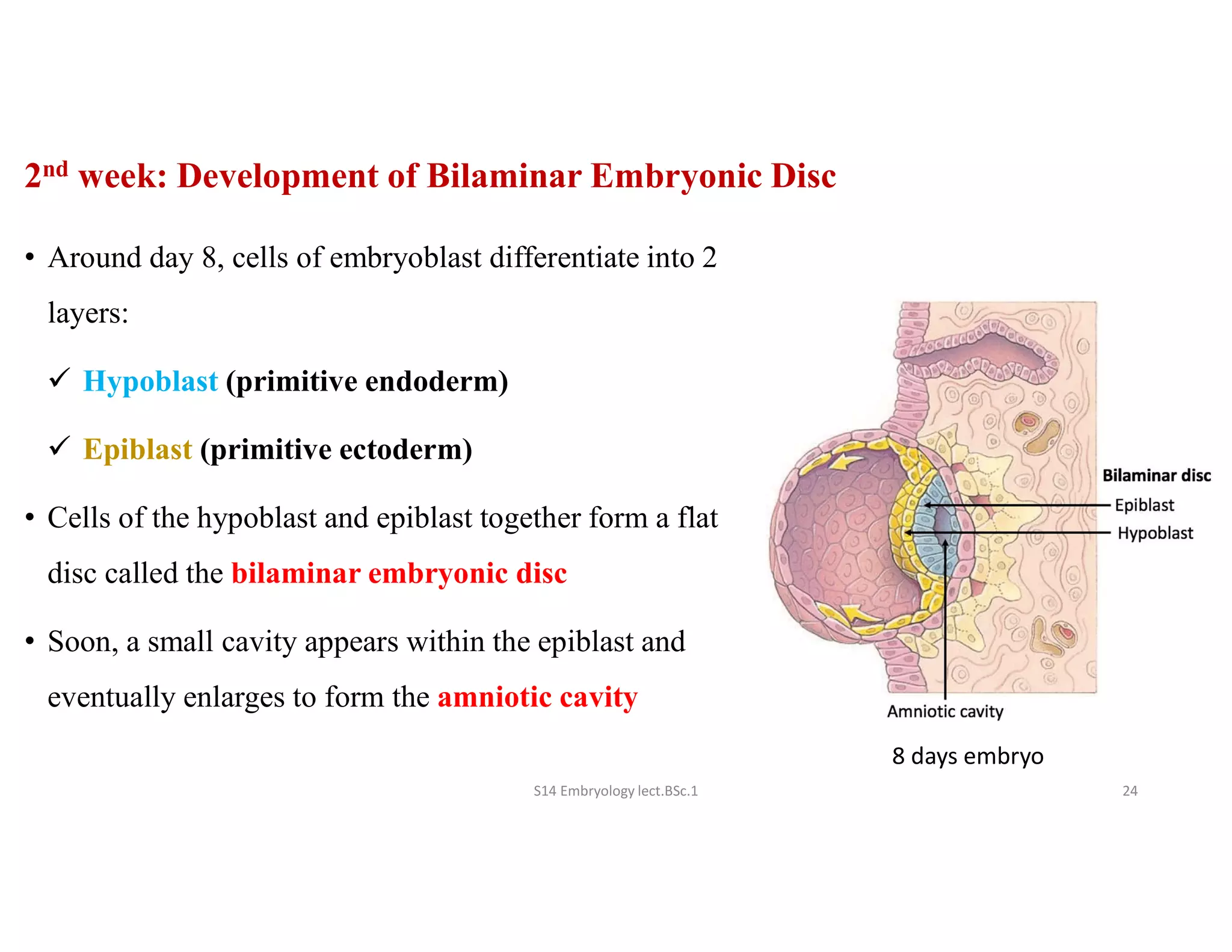 Embryology week 1 to 4 of development.pdf