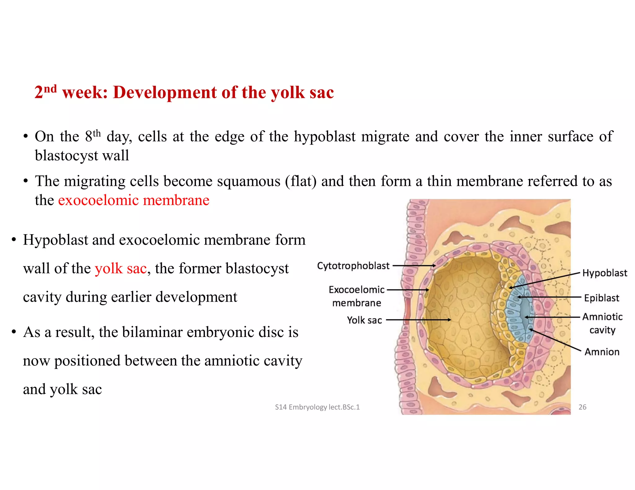 Embryology week 1 to 4 of development.pdf