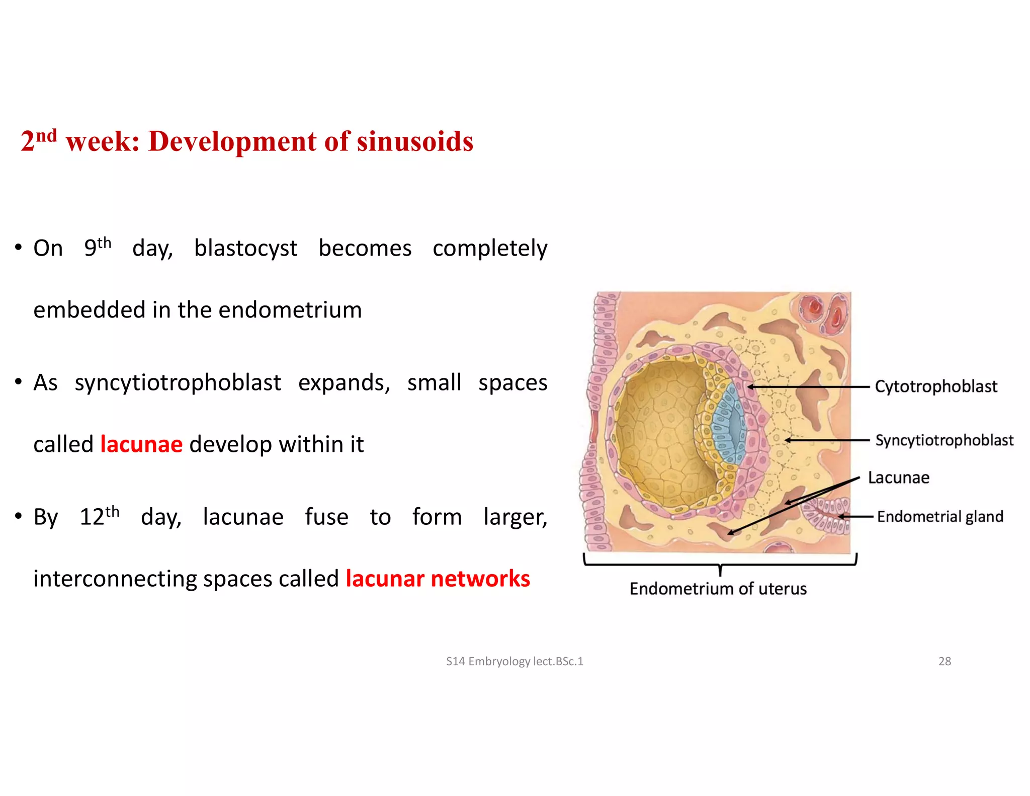 Embryology week 1 to 4 of development.pdf