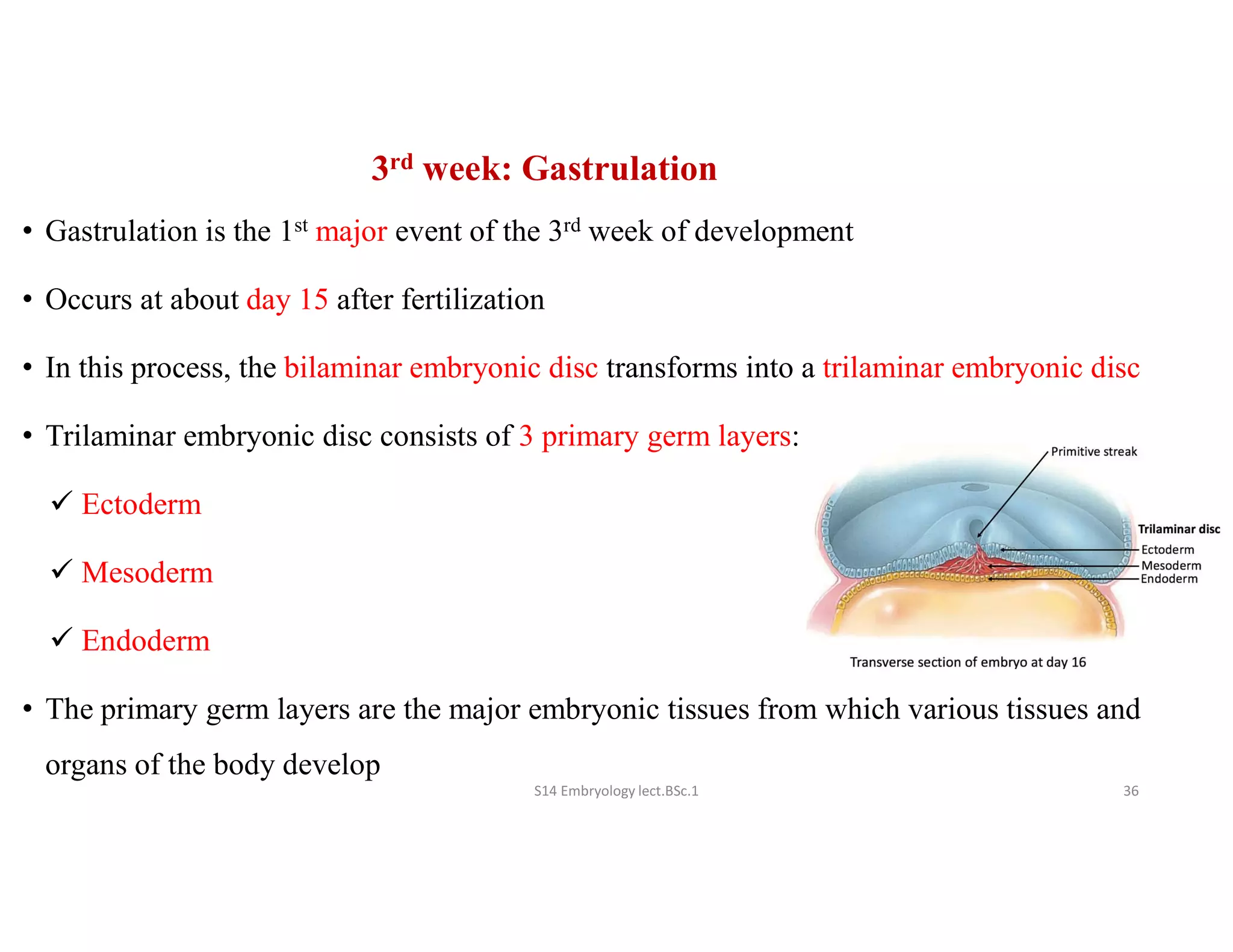 Embryology week 1 to 4 of development.pdf