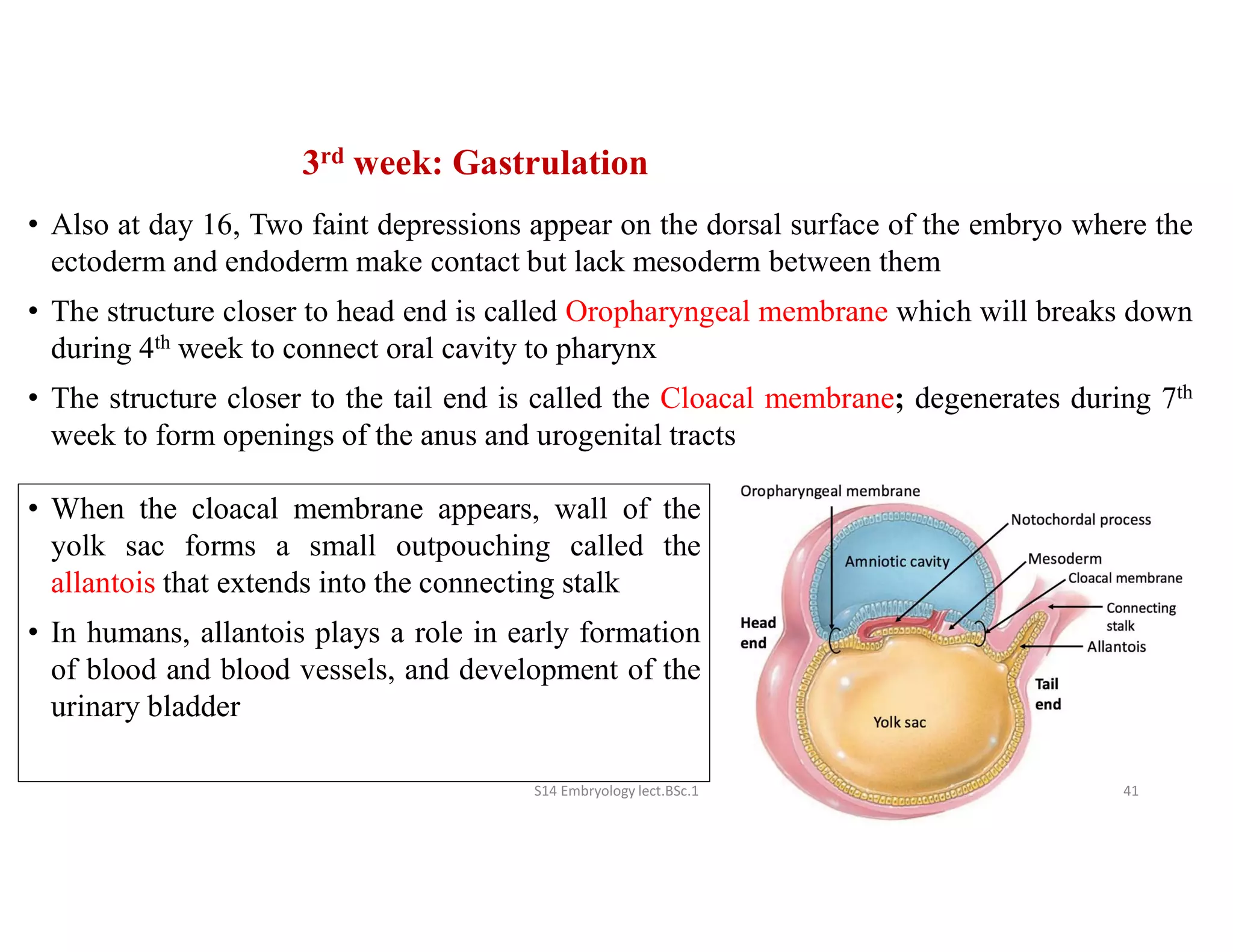 Embryology week 1 to 4 of development.pdf