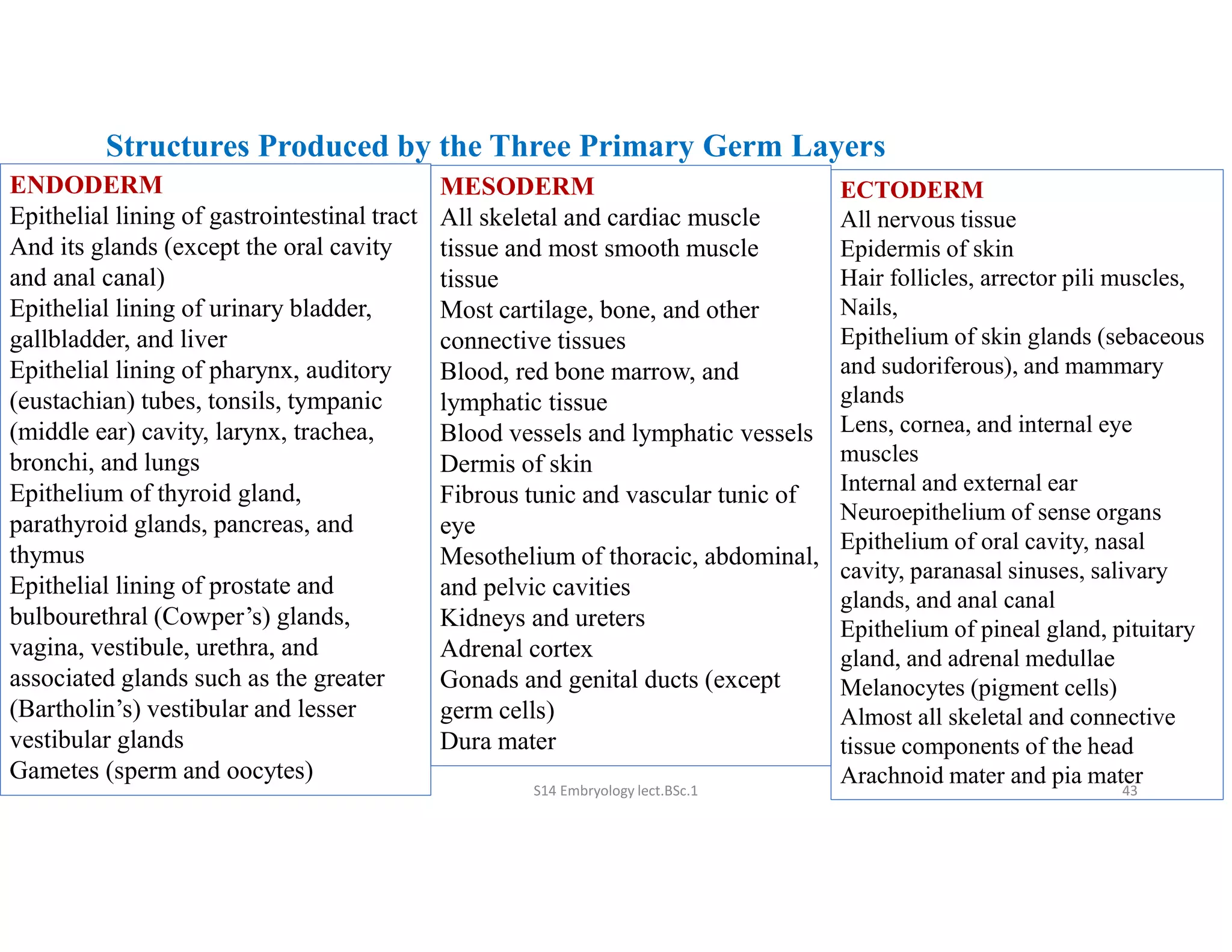 Embryology week 1 to 4 of development.pdf