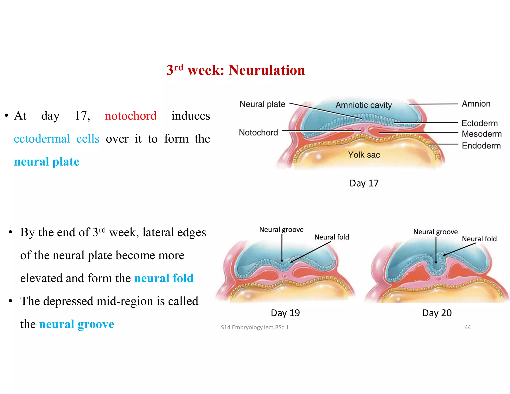 Embryology week 1 to 4 of development.pdf