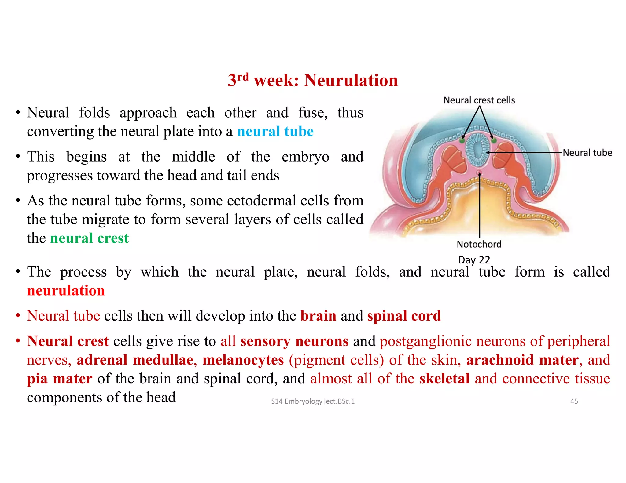 Embryology week 1 to 4 of development.pdf