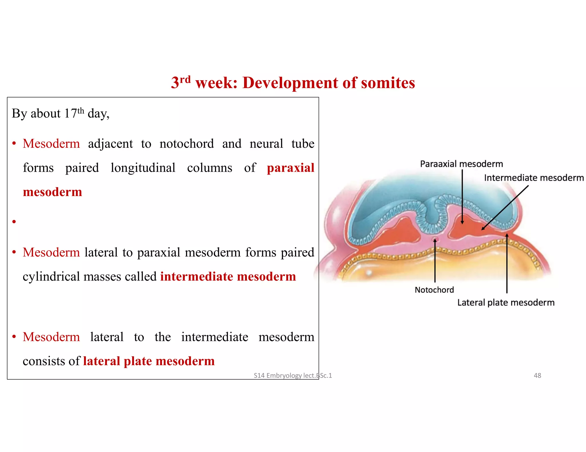Embryology week 1 to 4 of development.pdf