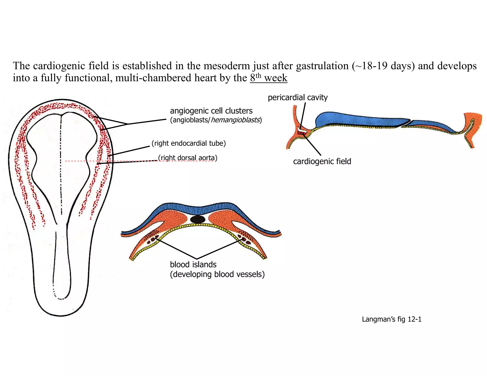 Embryology week 1 to 4 of development.pdf
