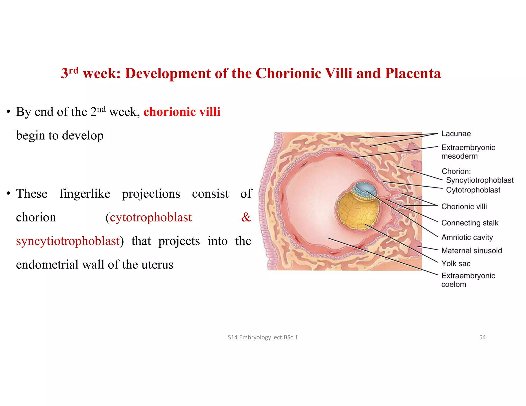 Embryology week 1 to 4 of development.pdf