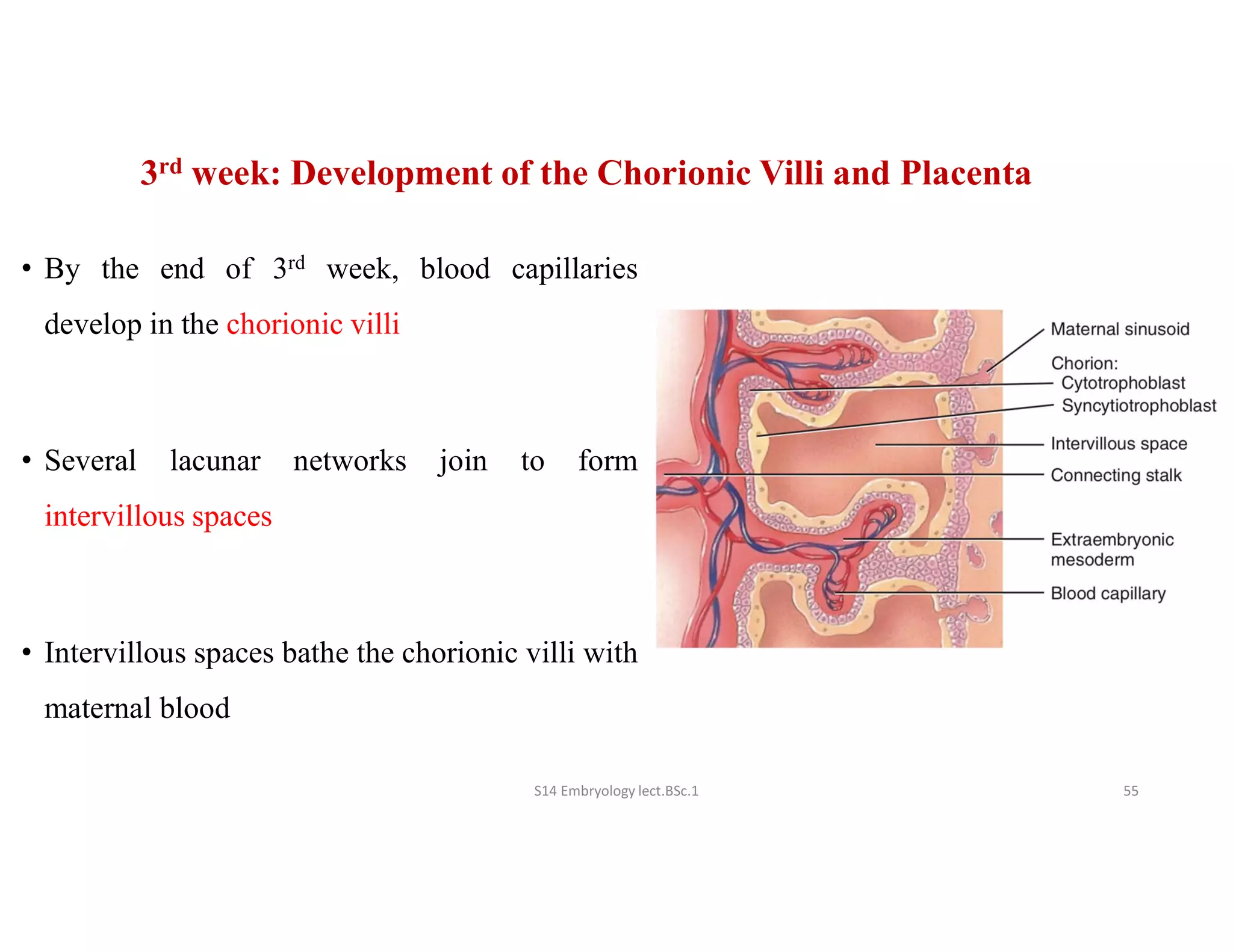 Embryology week 1 to 4 of development.pdf