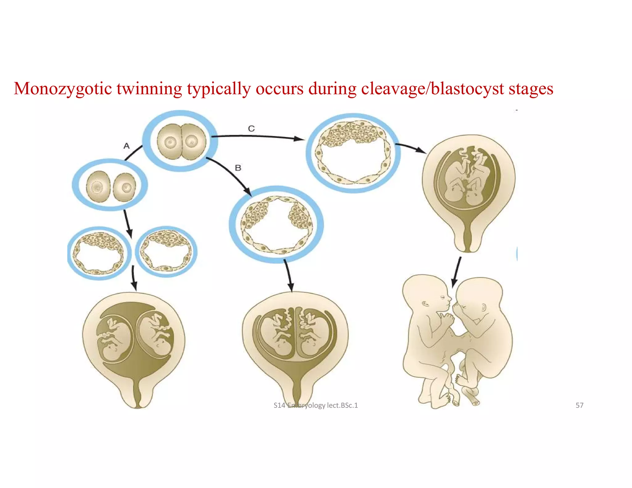 Embryology week 1 to 4 of development.pdf