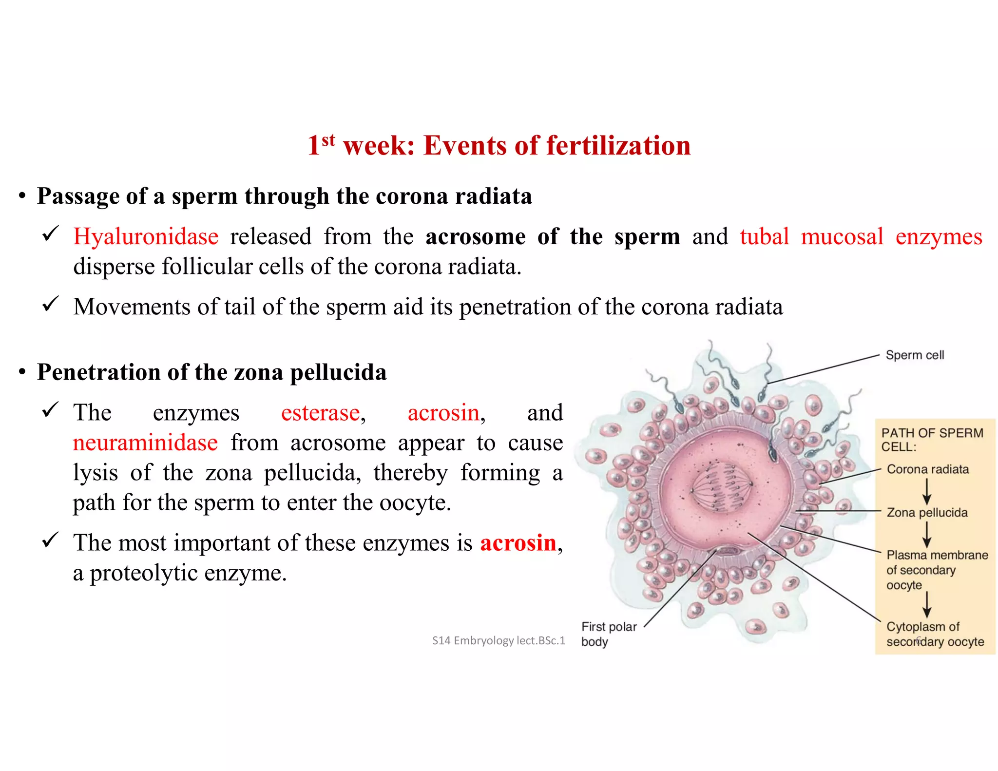 Embryology week 1 to 4 of development.pdf