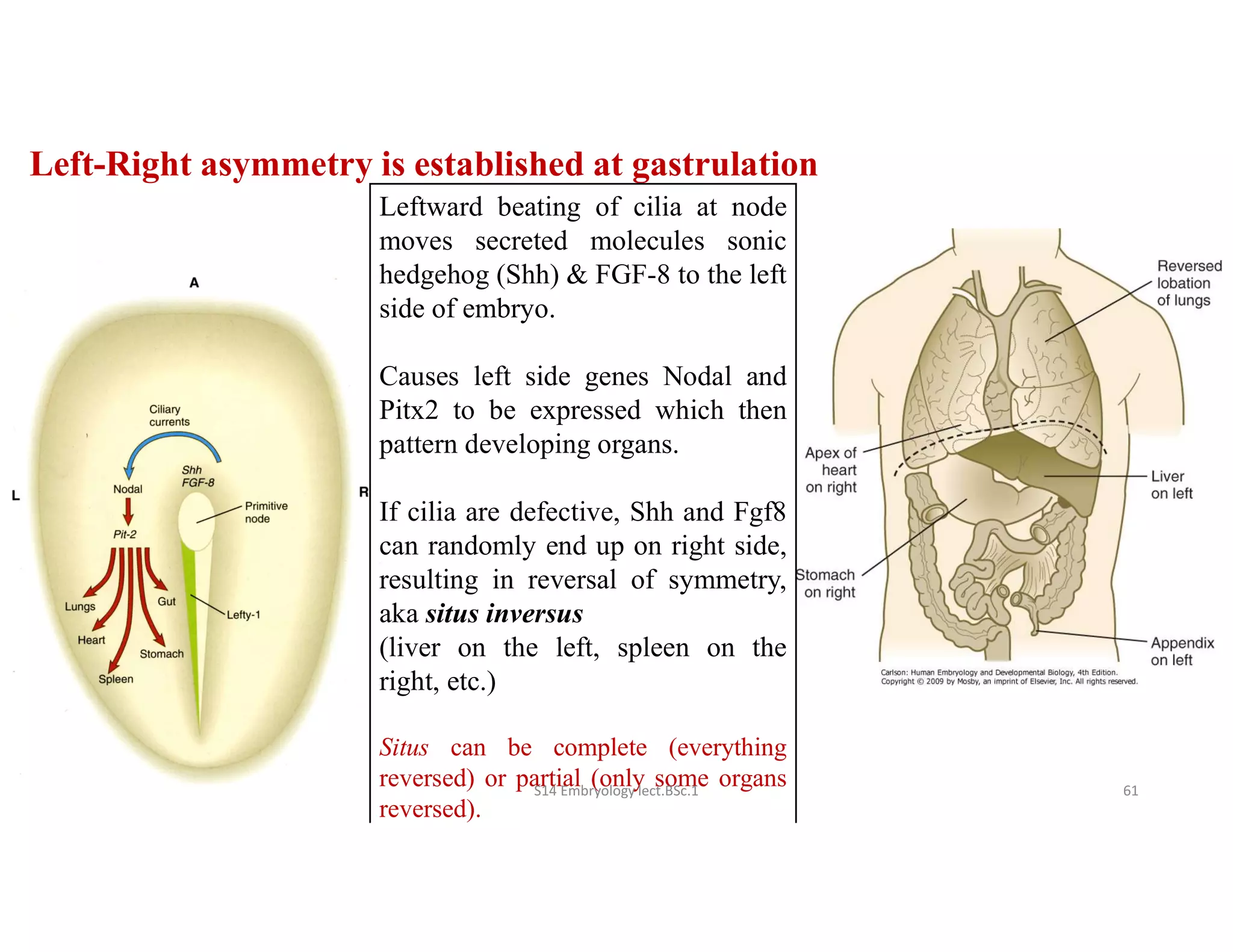 Embryology week 1 to 4 of development.pdf