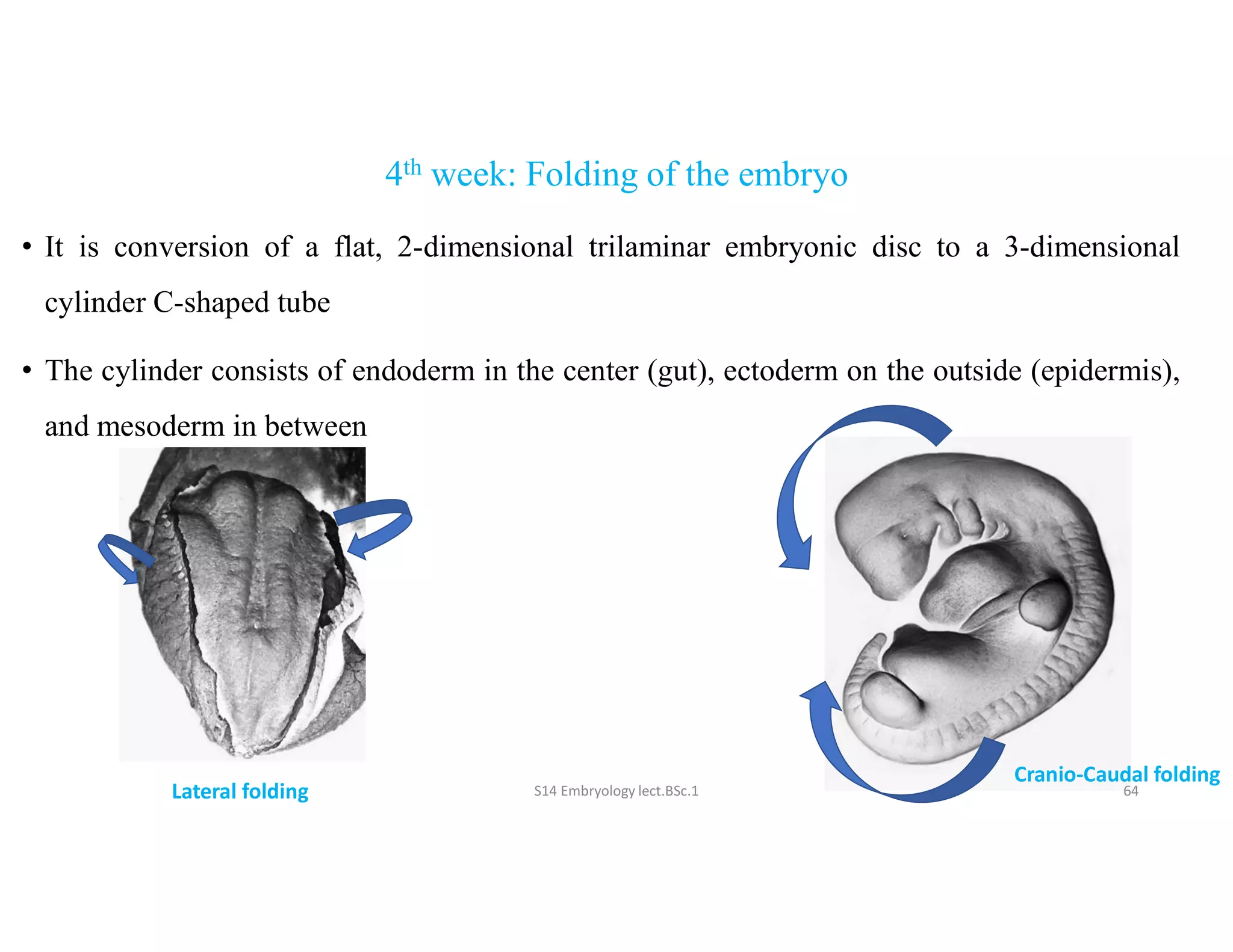 Embryology week 1 to 4 of development.pdf