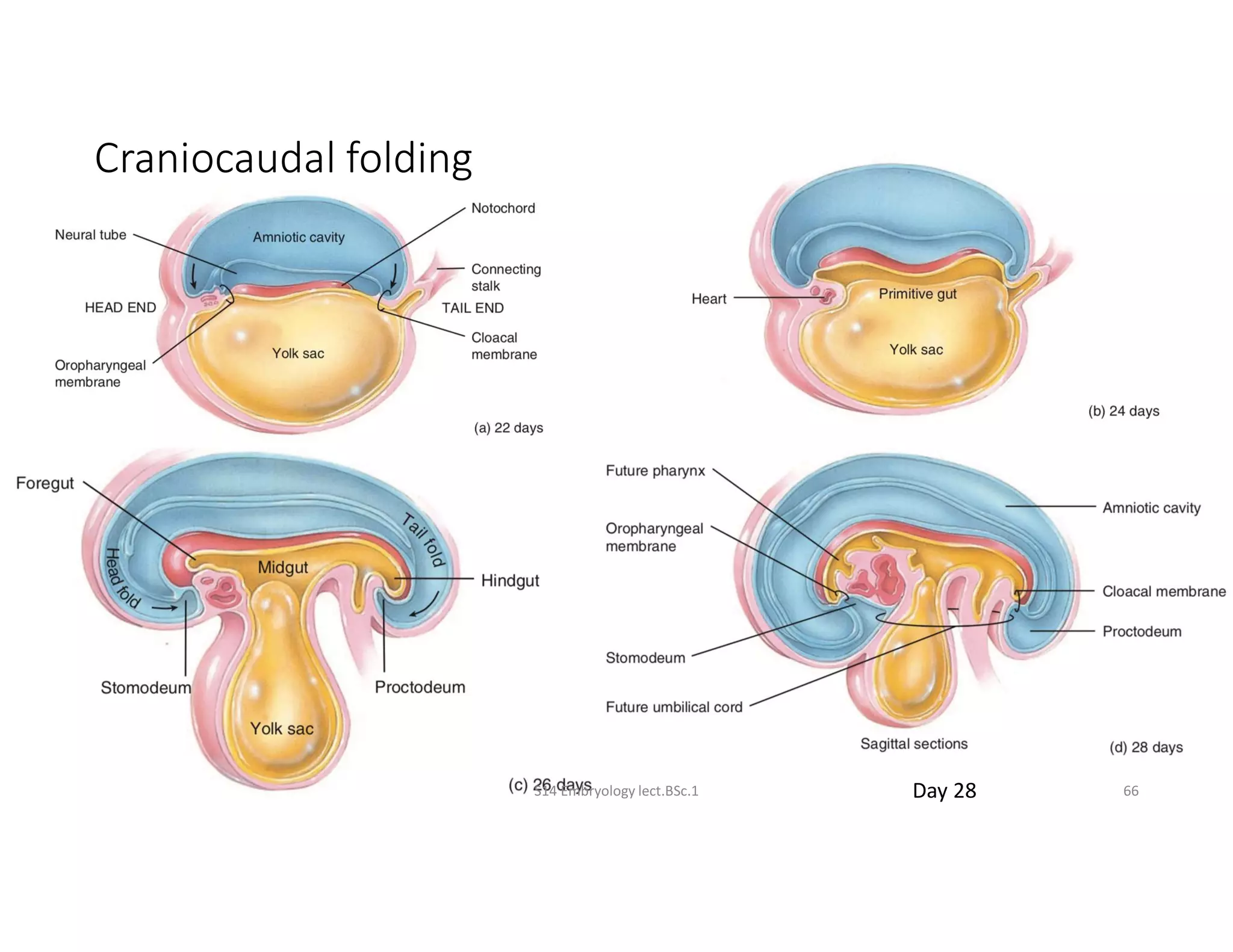 Embryology week 1 to 4 of development.pdf