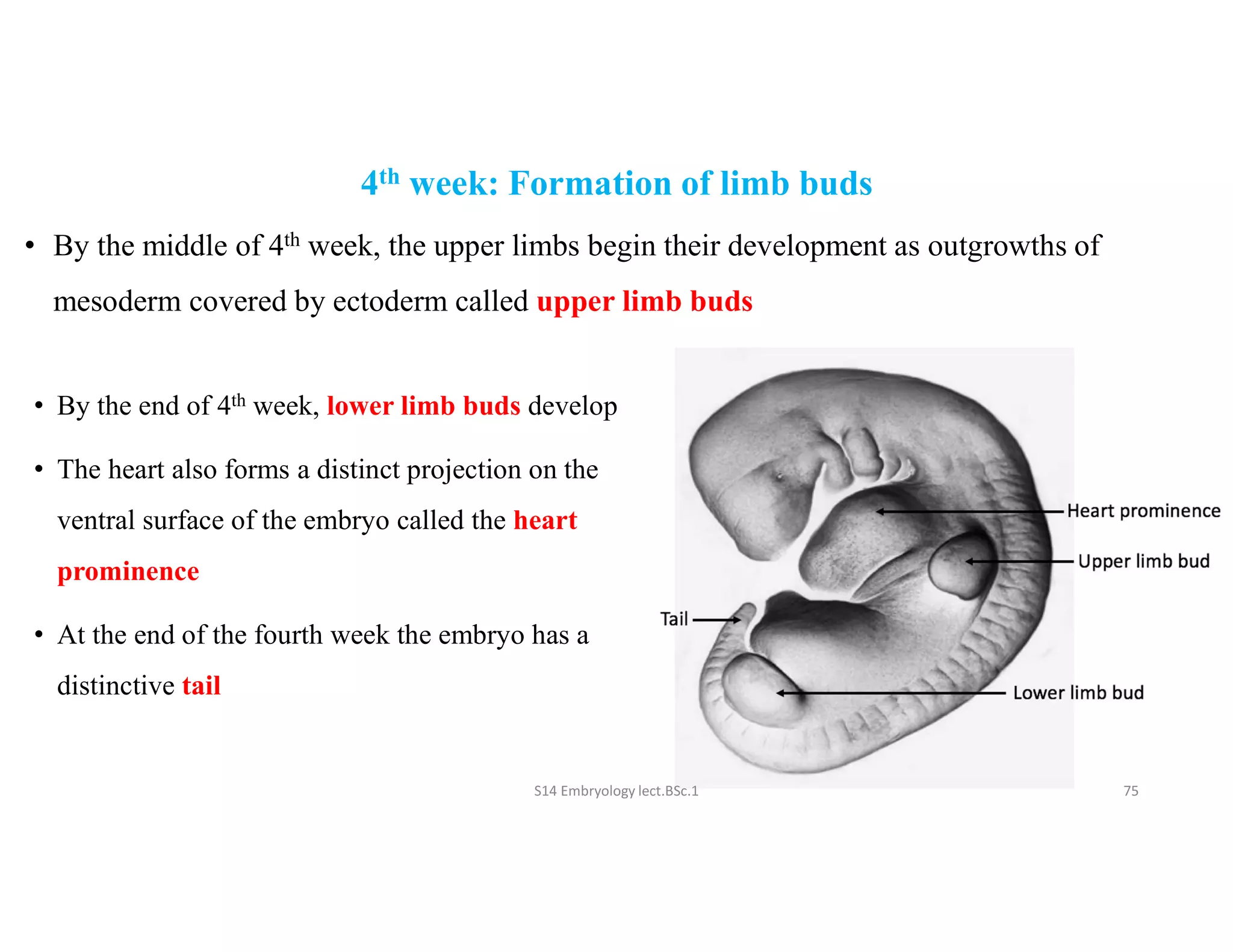 Embryology week 1 to 4 of development.pdf