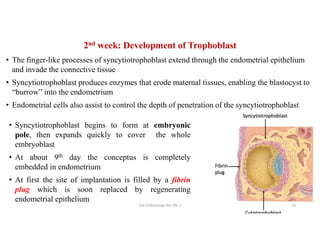 Embryology week 1 to 4 of development.pdf