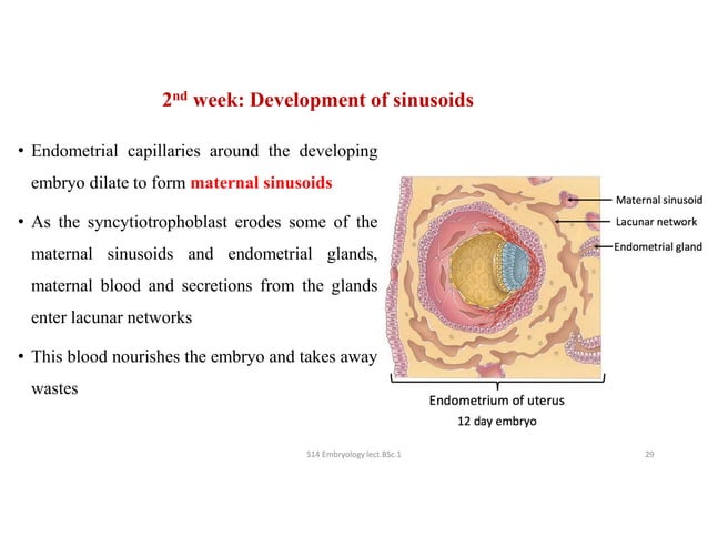 Embryology week 1 to 4 of development.pdf | Infertility | Reproductive ...