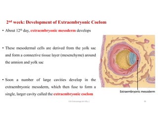 Embryology week 1 to 4 of development.pdf