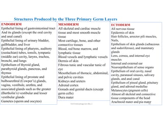 Embryology week 1 to 4 of development.pdf