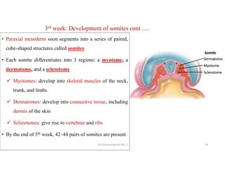 Embryology week 1 to 4 of development.pdf
