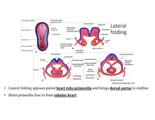 Embryology week 1 to 4 of development.pdf