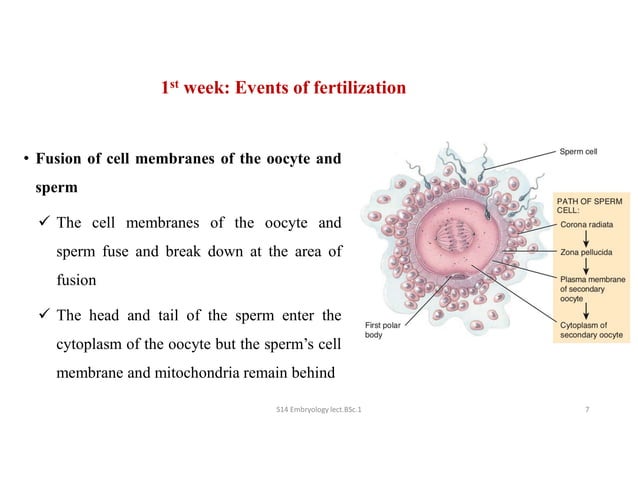 Embryology week 1 to 4 of development.pdf | Infertility | Reproductive ...