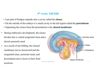 Embryology week 1 to 4 of development.pdf