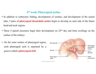 Embryology week 1 to 4 of development.pdf