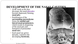 Embryoloy of RS.pptx