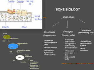 Adipose derived osteoblasts cells from fat tissues | PPT