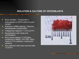 Adipose derived osteoblasts cells from fat tissues | PPT