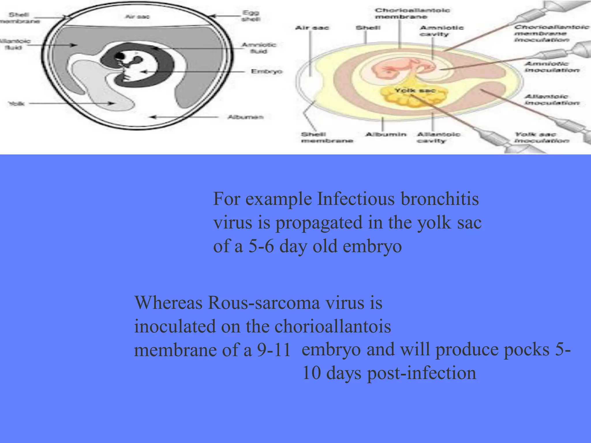 Embryonated chicken egg.pdf
