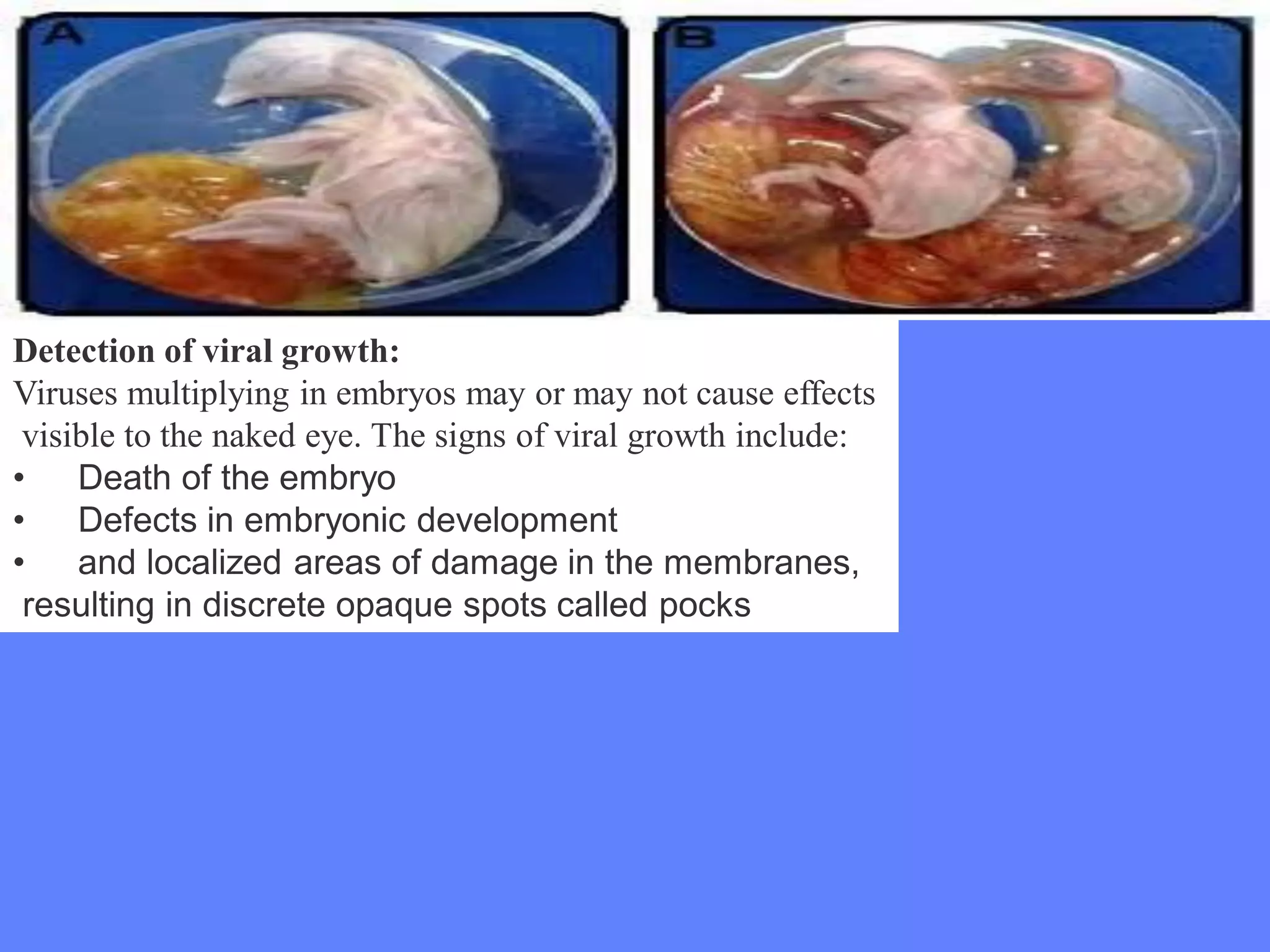 Embryonated chicken egg.pdf