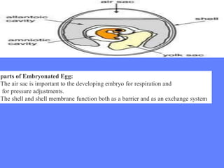 Embryonated chicken egg.pdf