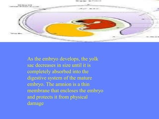 Embryonated chicken egg.pdf